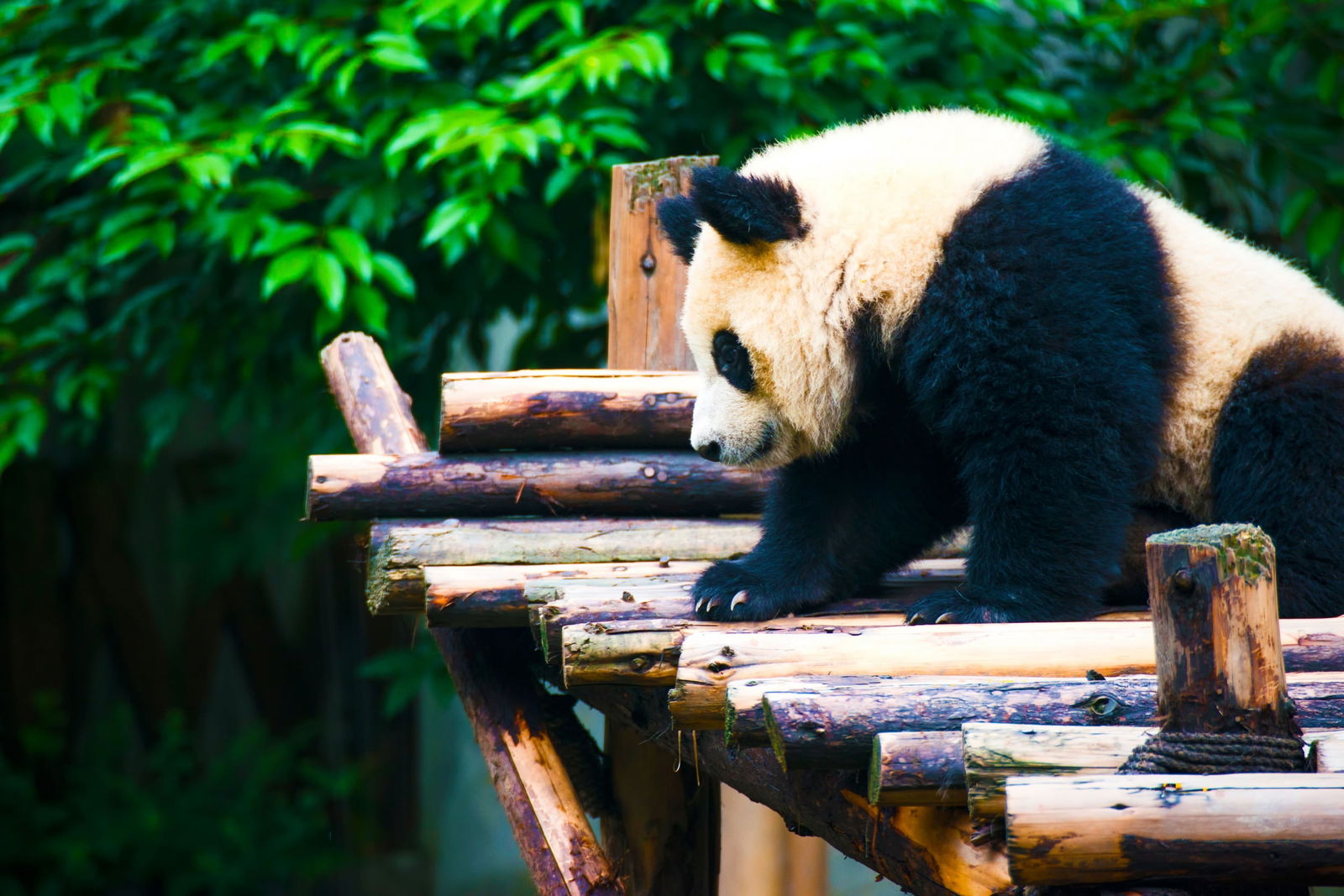 China Adventure: A 18 or 27 day fun group tour with Gap 360